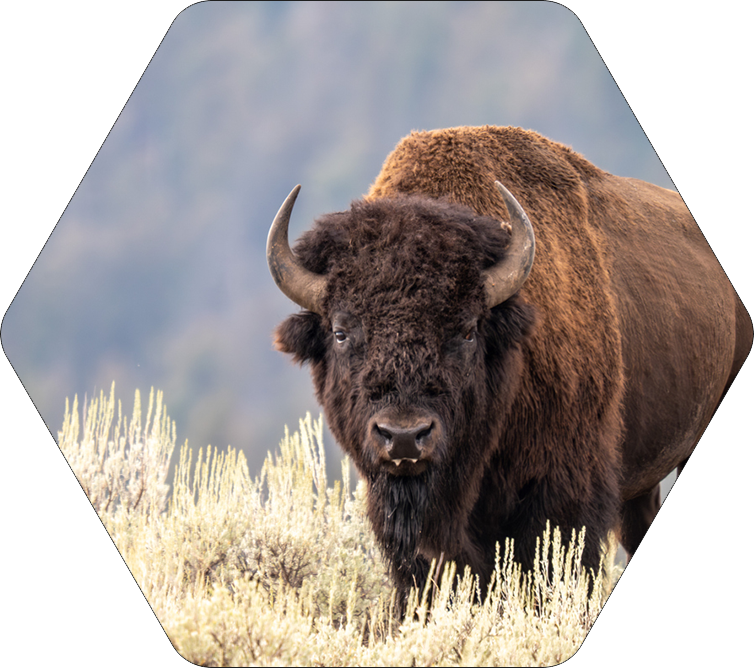 Wyoming Workers' Compensation Insurance